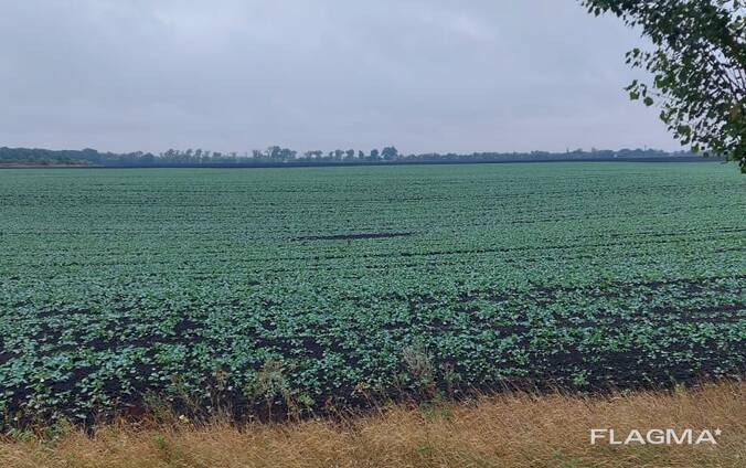 Продам агропідприємство — Купити в Києві на Flagma.ua #14231264